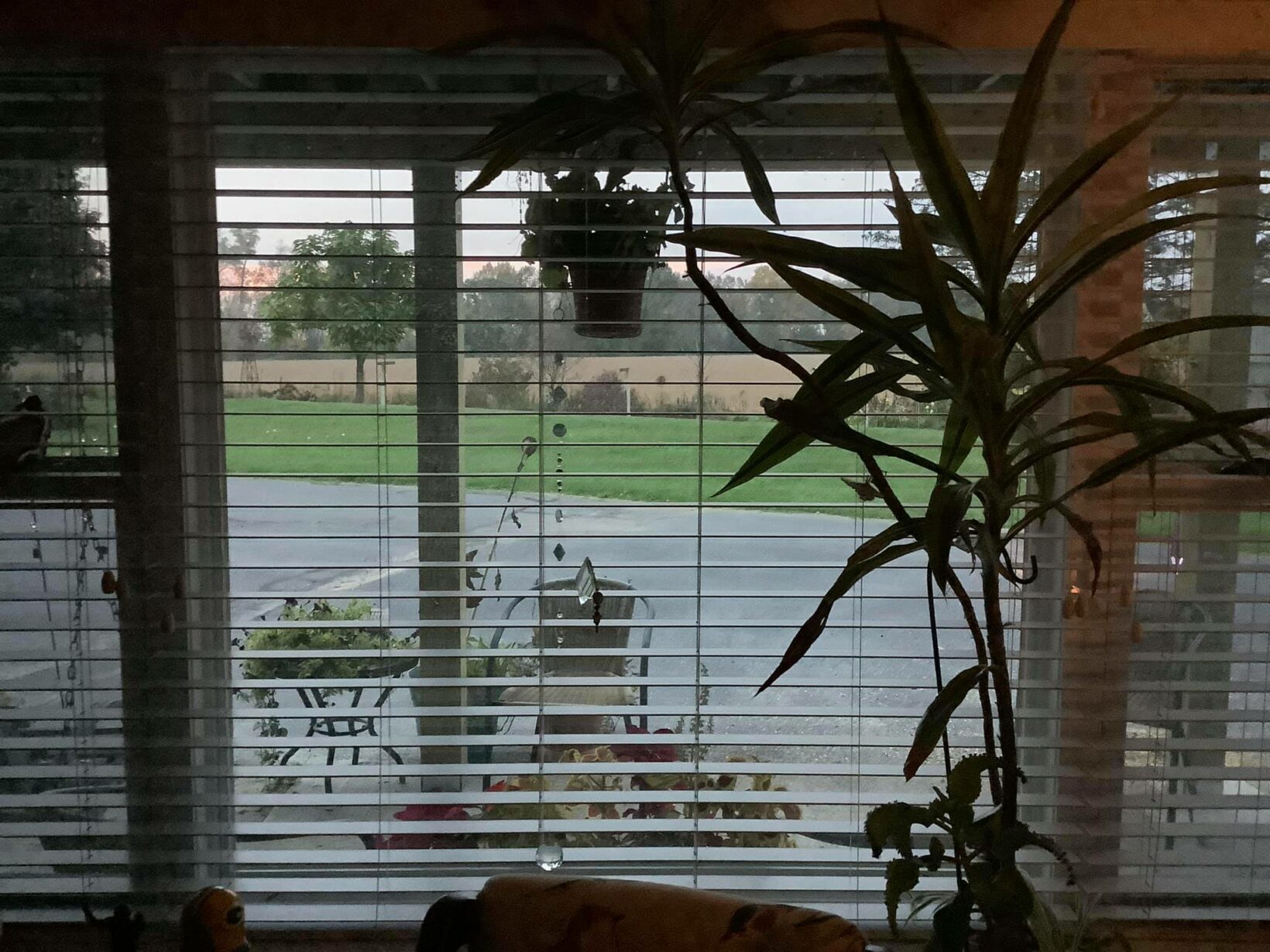 Looking Out My Back Window #221 | David Geschke